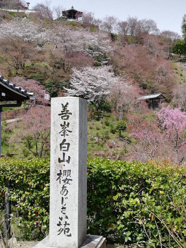 2024 桜 善峯寺 まいAMI西さんの日記 趣味人倶楽部しゅみーとくらぶ