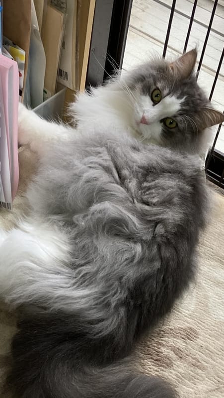 朝の1枚 見返り美猫 びじん みかちんさんのフォト 趣味人倶楽部しゅみーとくらぶ