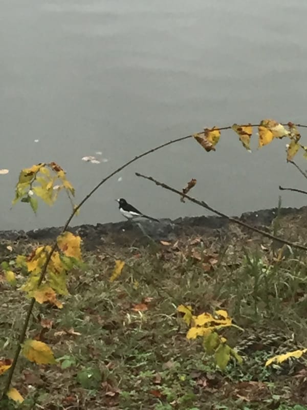 冷雨降る今日の洞峰公園 サダオマツさんのフォト 趣味人倶楽部しゅみーとくらぶ