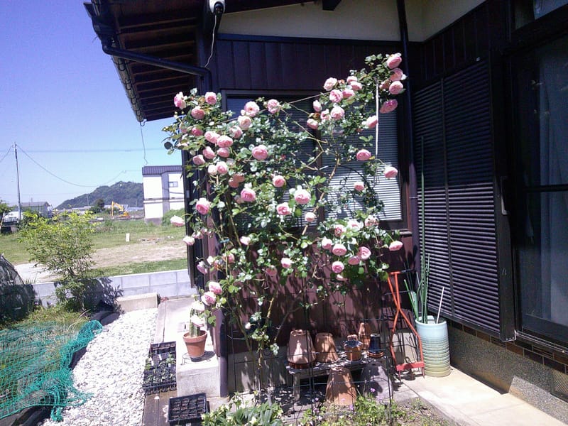 妻の退院に向けて 野外自然菜園ブドウさんの日記 趣味人倶楽部しゅみーとくらぶ