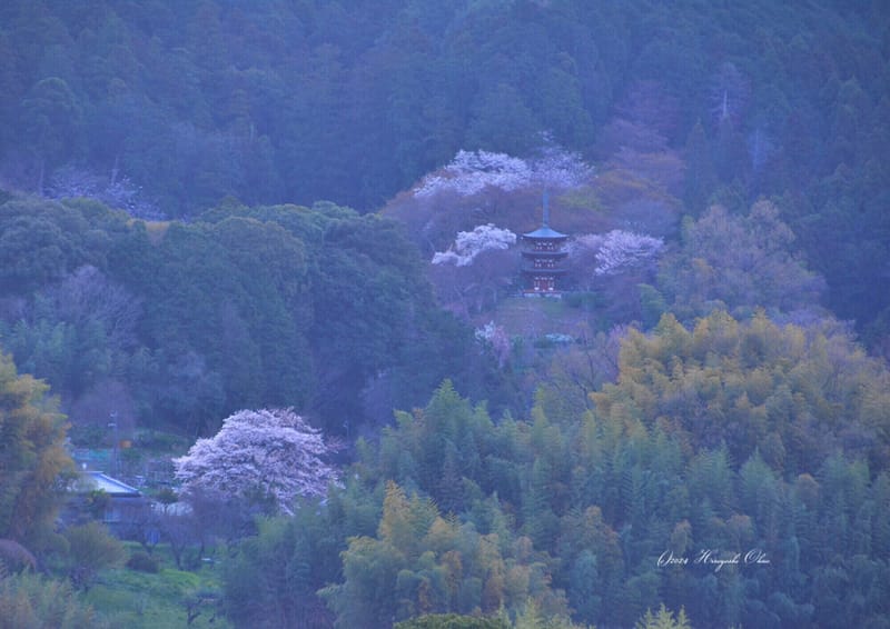 古刹の桜 博やん ひろやんさんのフォト 趣味人倶楽部しゅみーとくらぶ