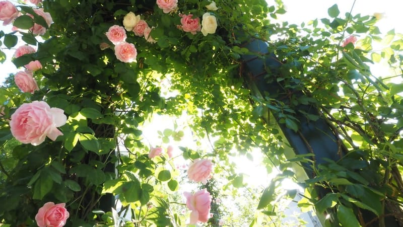 薔薇を見上げる 武蔵さんのフォト 趣味人倶楽部しゅみーとくらぶ