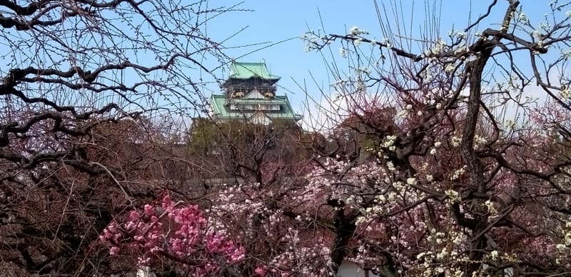 大阪城公園梅林 kokkoこっこさんのフォト 趣味人倶楽部しゅみーとくらぶ