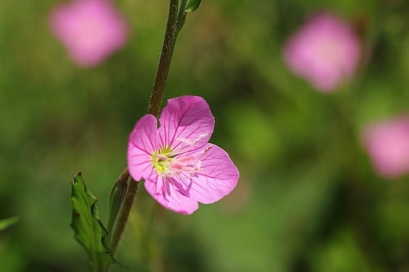 道端の小さな花たち その18 micannさんの日記 趣味人倶楽部しゅみーとくらぶ