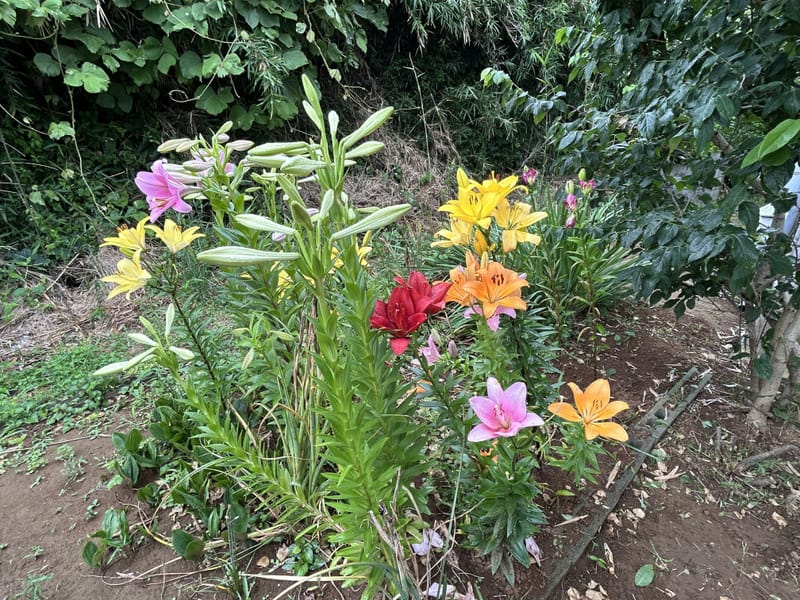 小さな花園 530さんのフォト 趣味人倶楽部しゅみーとくらぶ