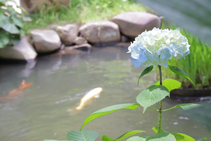 紫陽花の散歩道 和花のどかさんのフォト 趣味人倶楽部しゅみーとくらぶ