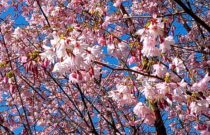 春を呼ぶ早咲き 寒緋桜 たつちあんさんのフォト 趣味人倶楽部しゅみーとくらぶ