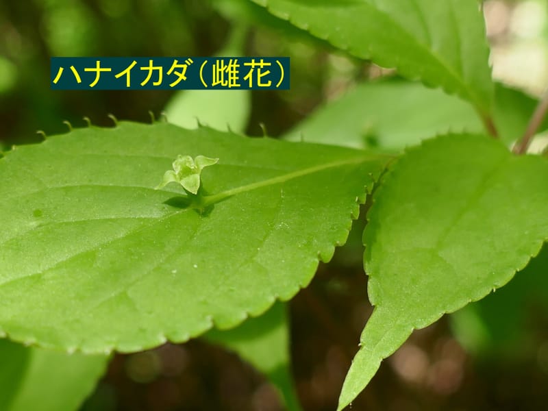 ハナイカダ まっちゃんさんの日記 趣味人倶楽部しゅみーとくらぶ