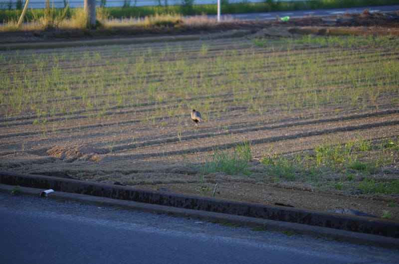 令和6年5月18日土朝食前のひと時我家の田圃で雉が鳴き飛び回る吉兆です 一生懸命サバイバ 趣味人倶楽部しゅみーとくらぶ