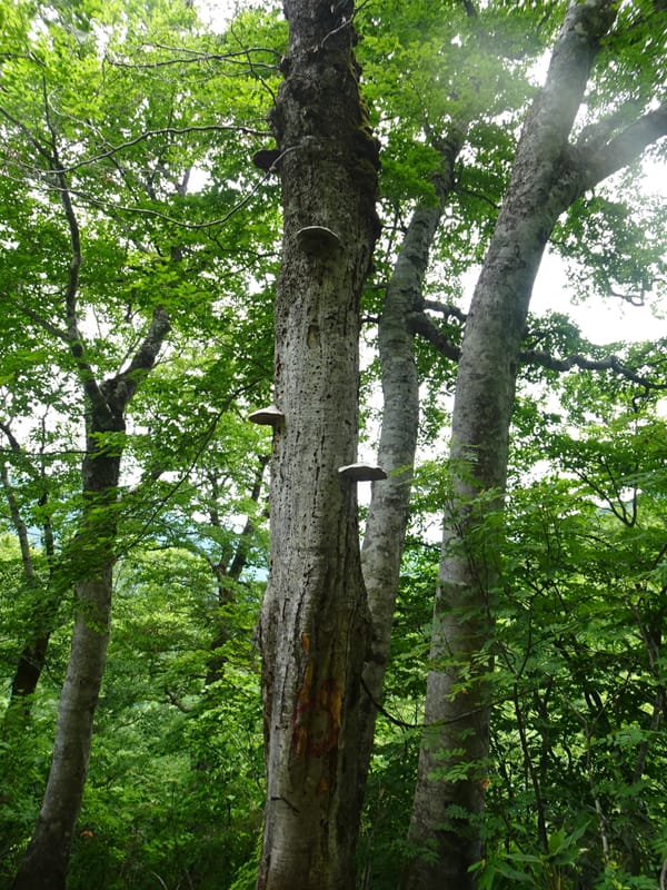 雨飾山240600 土 なかさんのフォト 趣味人倶楽部しゅみーとくらぶ