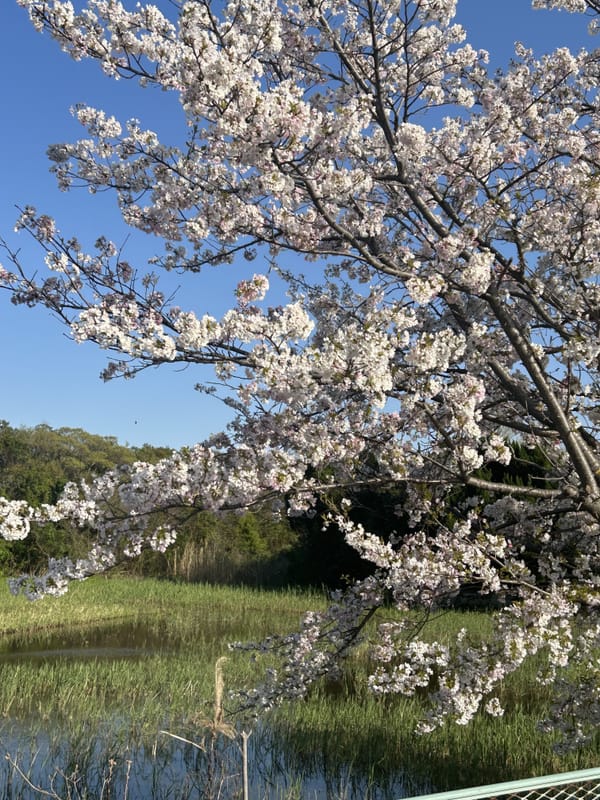 山桜 春野さんのフォト 趣味人倶楽部しゅみーとくらぶ