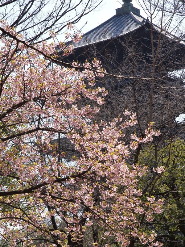五重塔と梅桜 東寺 Boppyさんの日記 趣味人倶楽部しゅみーとくらぶ