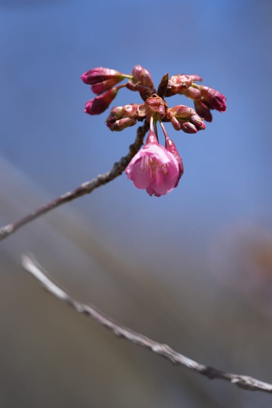 横浜緋桜よこはまひざくら 晴撮雨詠さんのフォト 趣味人倶楽部しゅみーとくらぶ