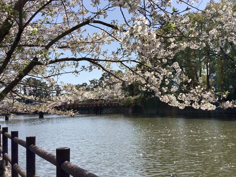 小田原城のお堀と桜 ふらっと旅人さんのフォト 趣味人倶楽部しゅみーとくらぶ