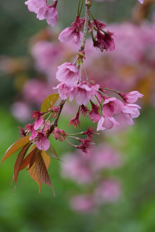 横浜緋桜よこはまひざくら 晴撮雨詠さんのフォト 趣味人倶楽部しゅみーとくらぶ