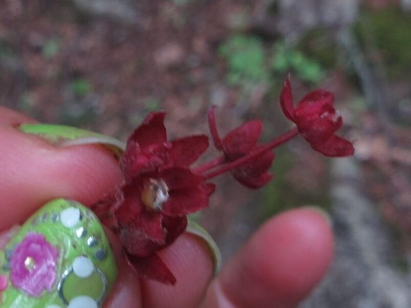 ハウチワカエデの花が一杯落ちてる 今日はたくさんの枝が落ちてました 昨日の豪雨と風のせい 沙羅さんの 趣味人倶楽部しゅみーとくらぶ