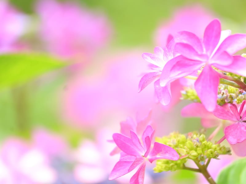 紫陽花の散歩道 和花のどかさんのフォト 趣味人倶楽部しゅみーとくらぶ