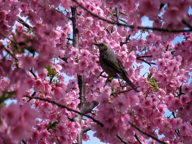 河津桜にヒヨドリ 飯綱山さんのフォト 趣味人倶楽部しゅみーとくらぶ