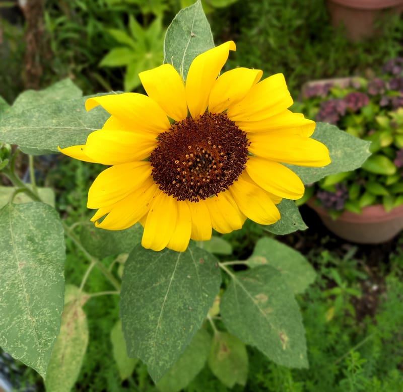 ミニ ヒマワリ (Dwarf sunflower) たつちあんさんのフォト | 趣味人倶楽部（しゅみーとくらぶ）